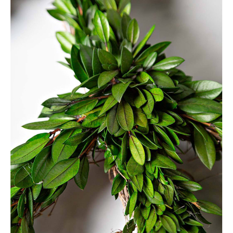 The Holiday Aisle® Preserved 16" Greenery Wreath | Wayfair